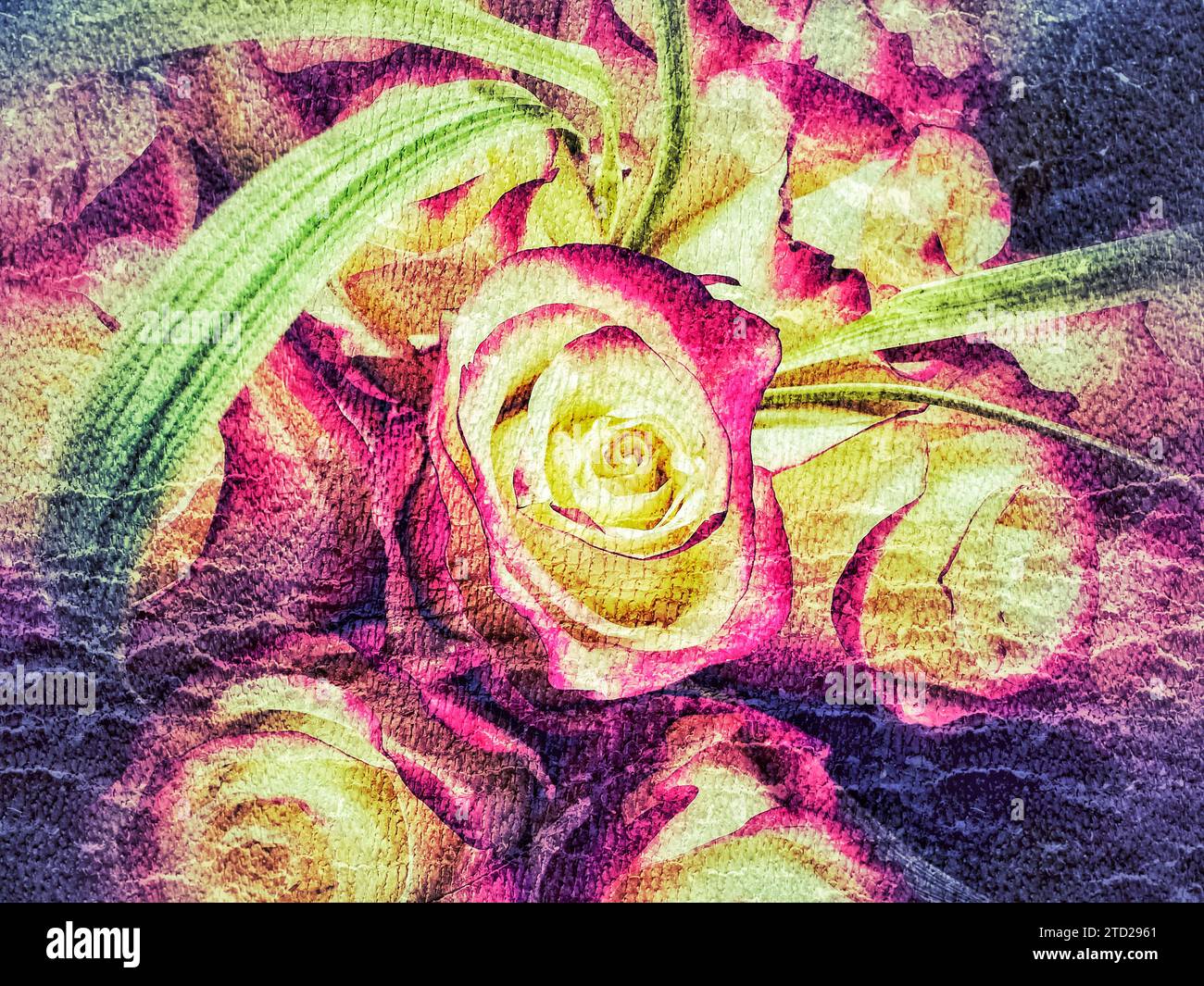 Bicolor roses hi-res stock photography and images - Alamy