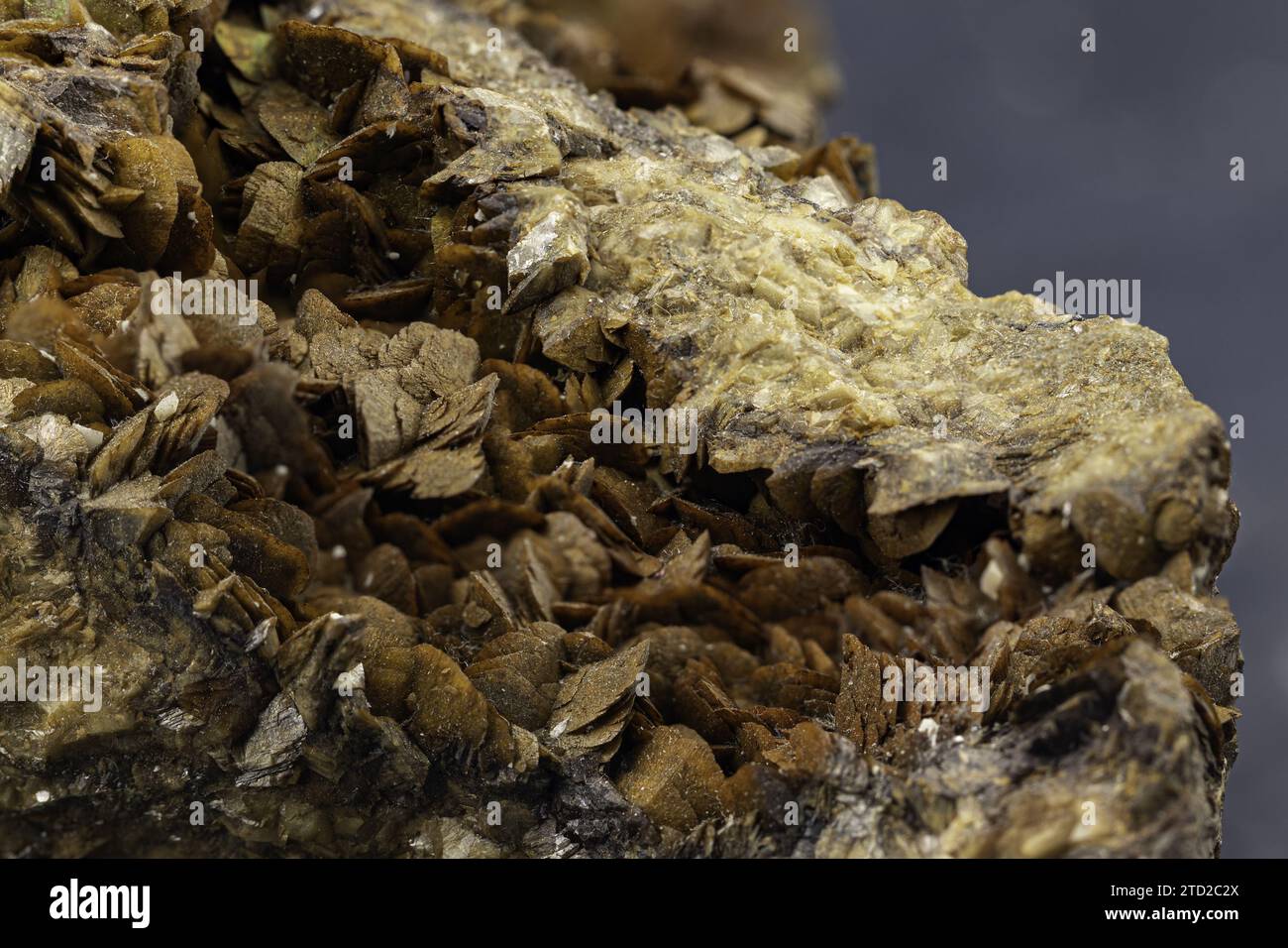 Capturing unique patterns hi-res stock photography and images - Alamy