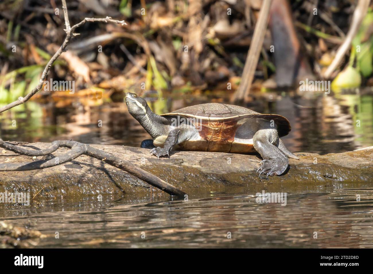 Female Australian Murray River Turtle basking on log Stock Photo - Alamy