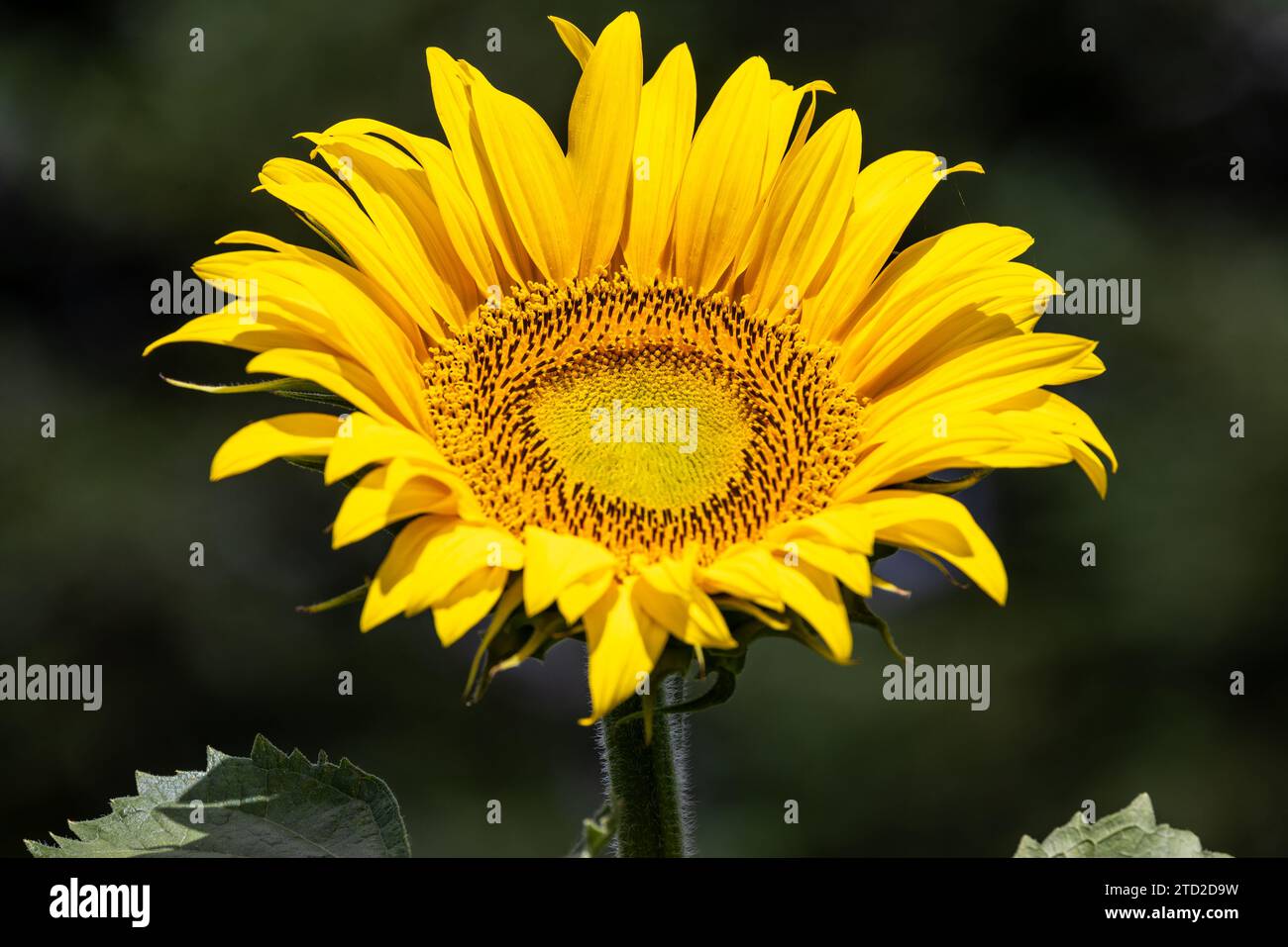Common Sunflower growing in Australian garden Stock Photo - Alamy
