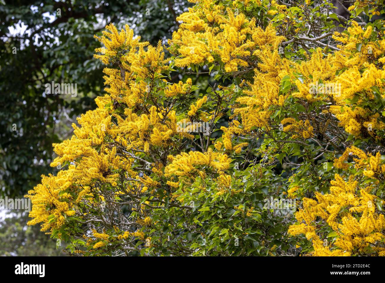 Gold tree hi-res stock photography and images - Alamy
