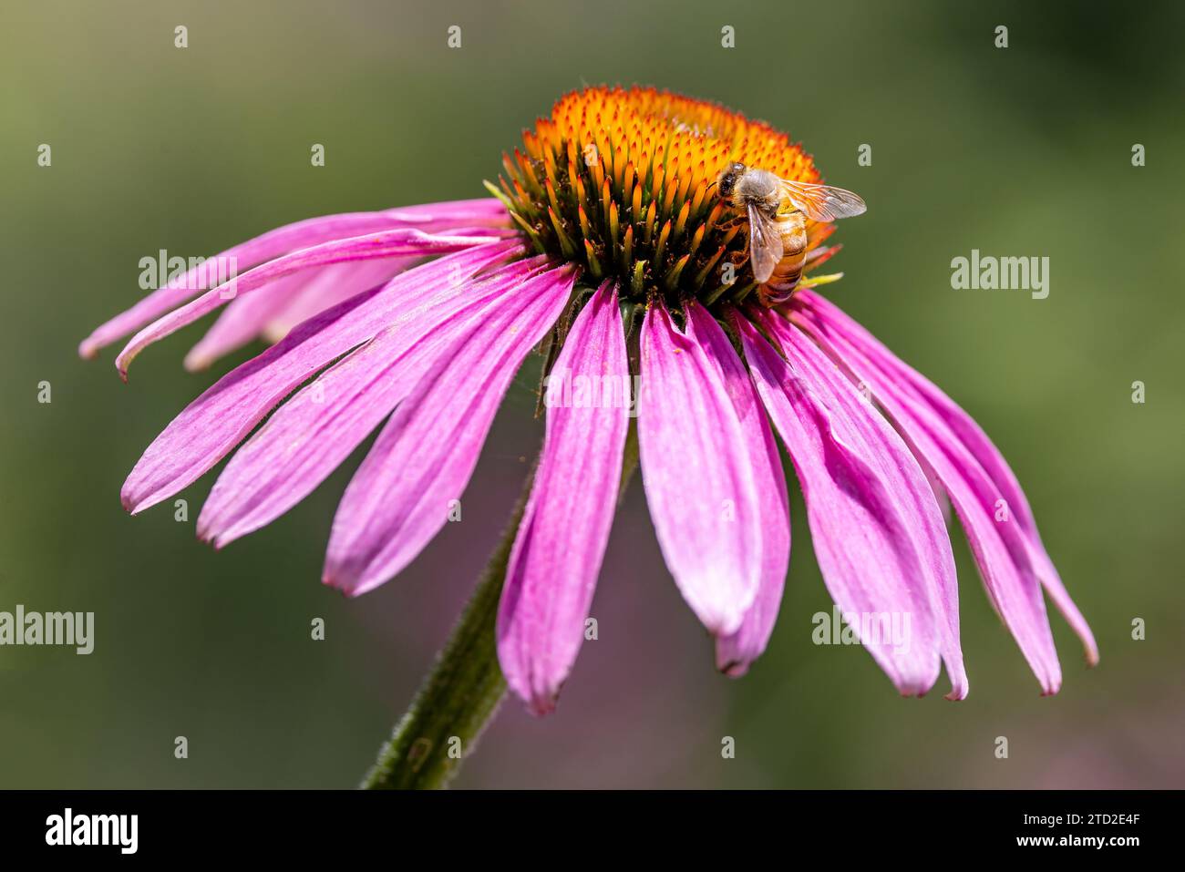 Honey bee collecting nectar from flower Stock Photo - Alamy