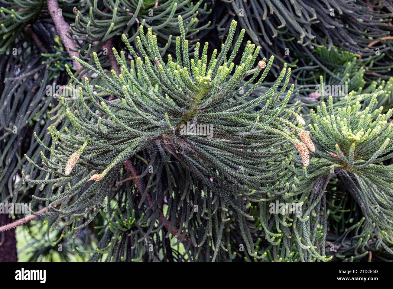New Caledonia Pine growing in Australian Botanic Garden Stock Photo - Alamy