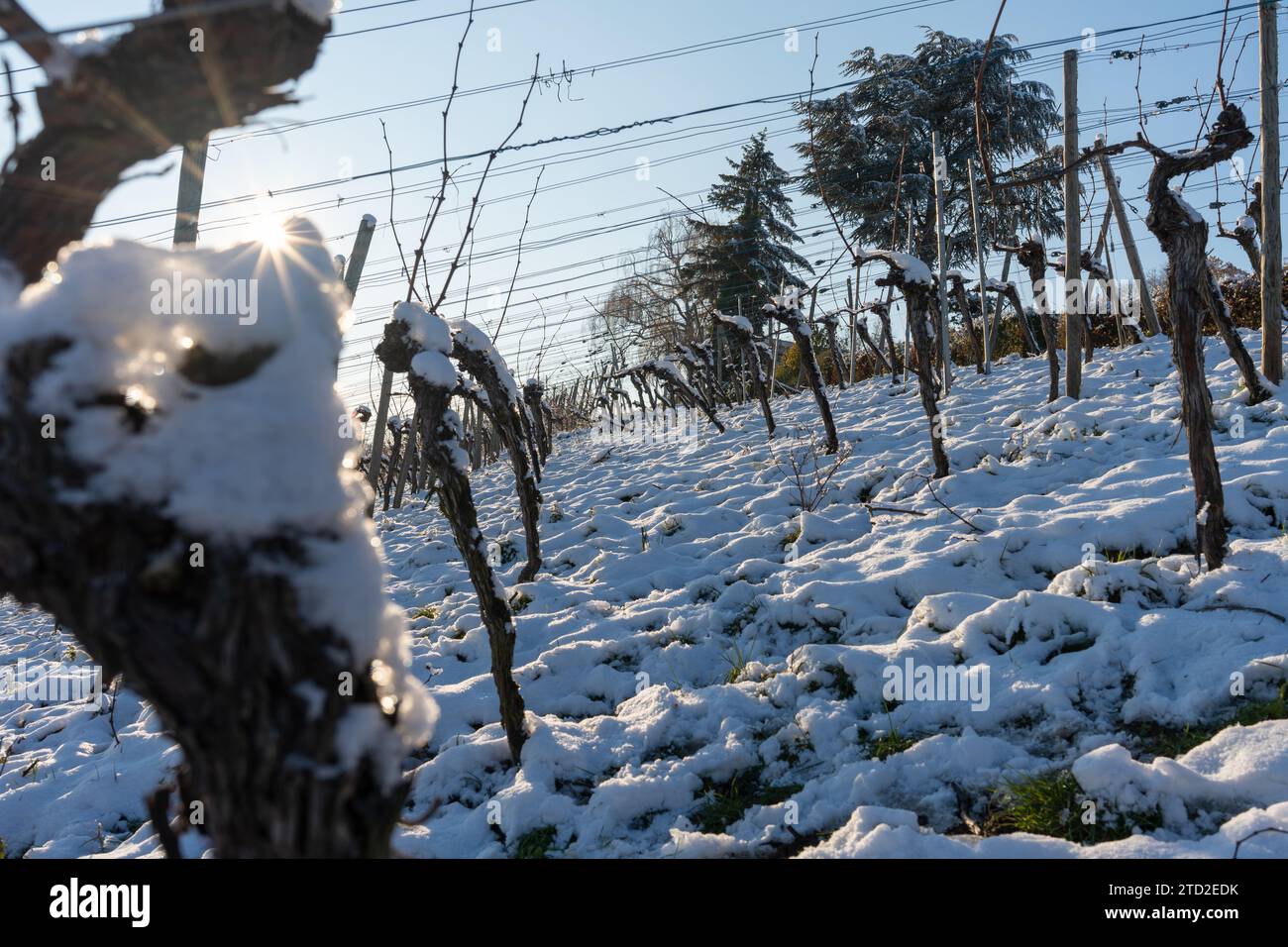 Vine covered slope hi-res stock photography and images - Alamy