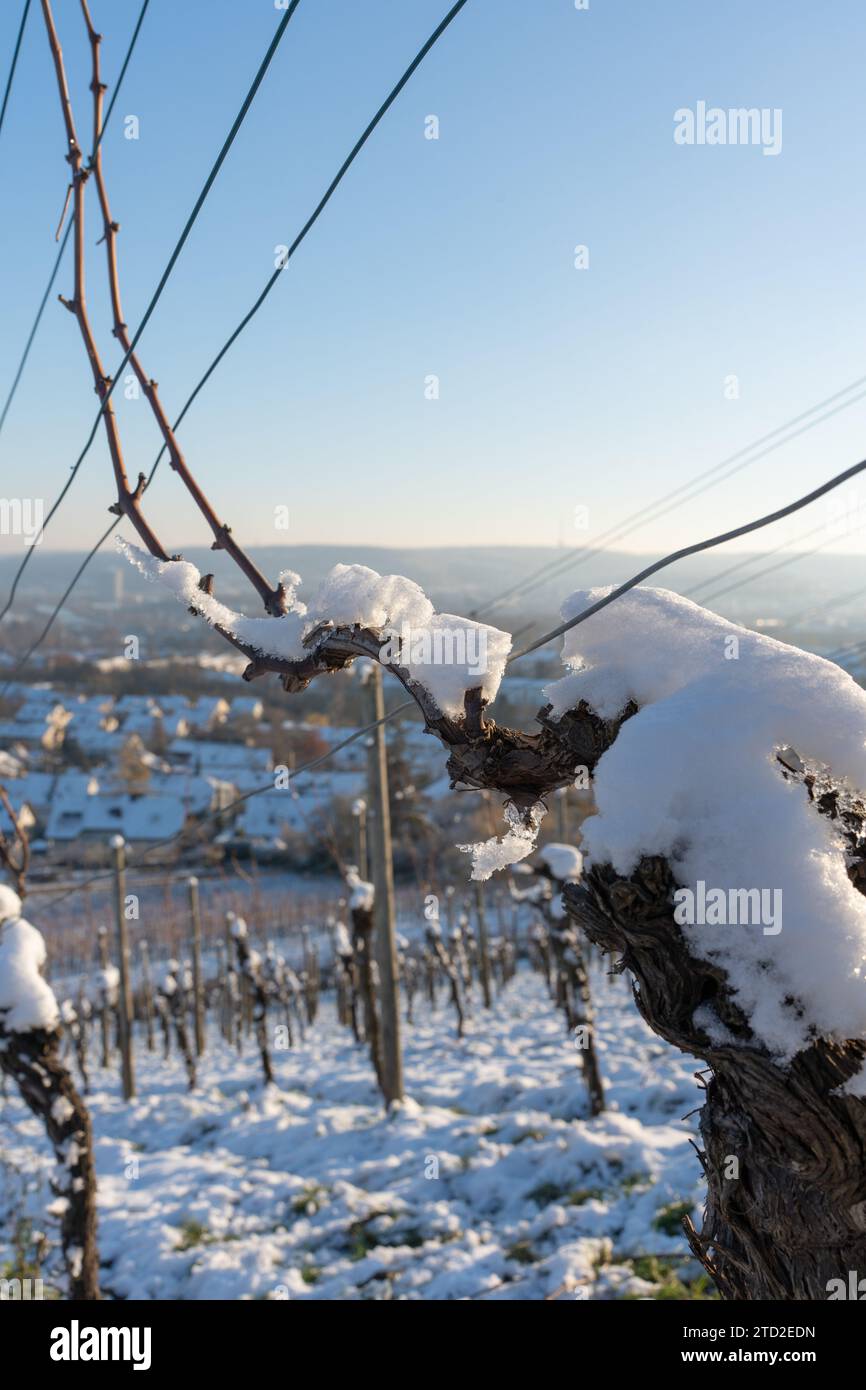 Vine covered slope hi-res stock photography and images - Alamy