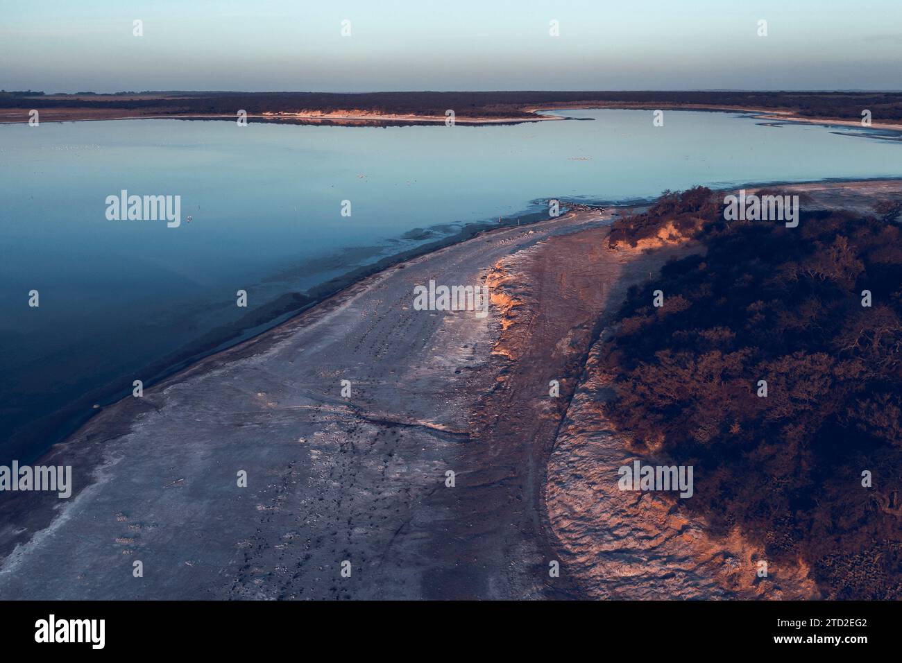 Calden forest landscape, Prosopis Caldenia plants, La Pampa province ...