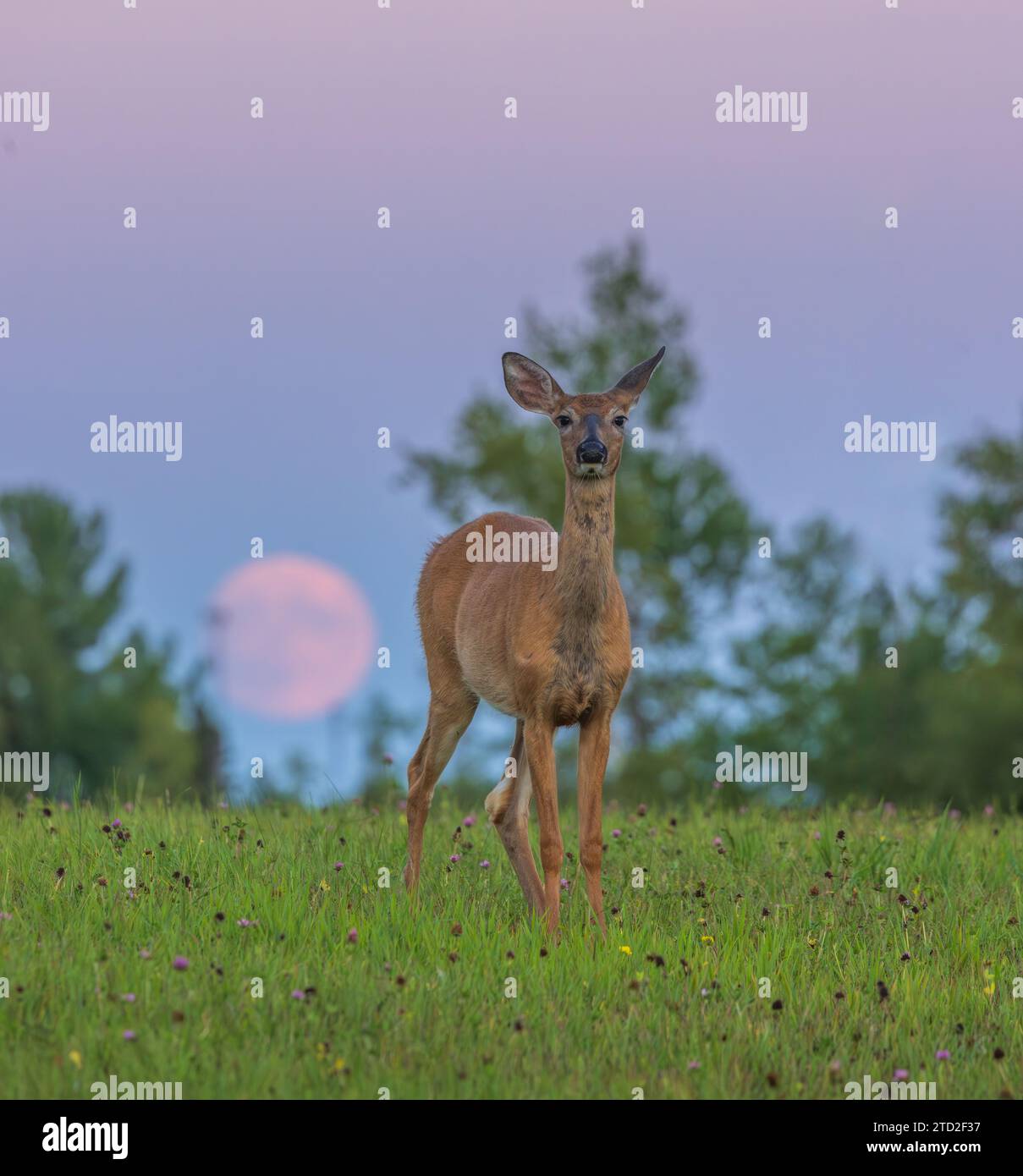 A white-tailed doe standing in a northern Wisconsin field as the August ...
