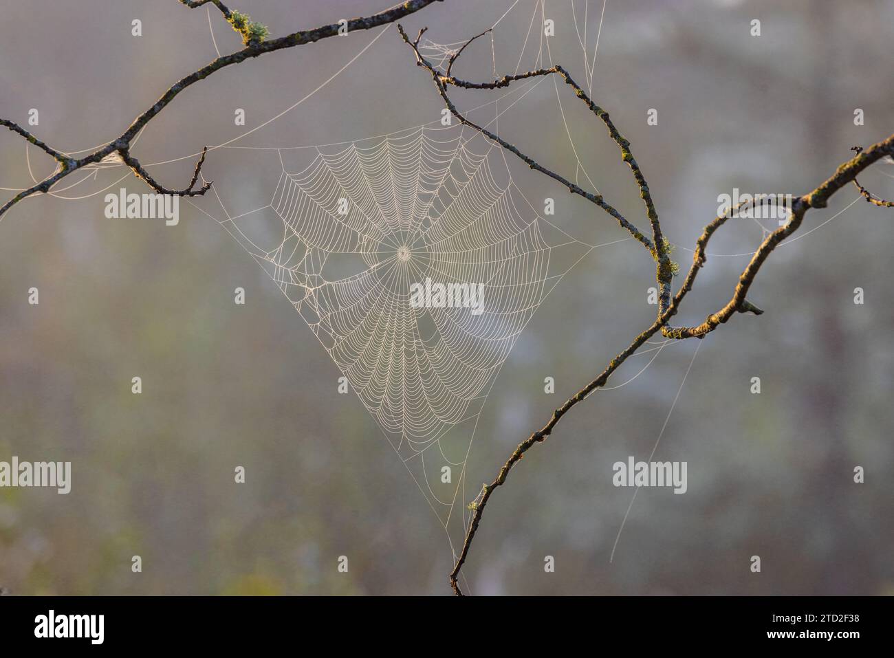 Spiders handiwork hi-res stock photography and images - Alamy
