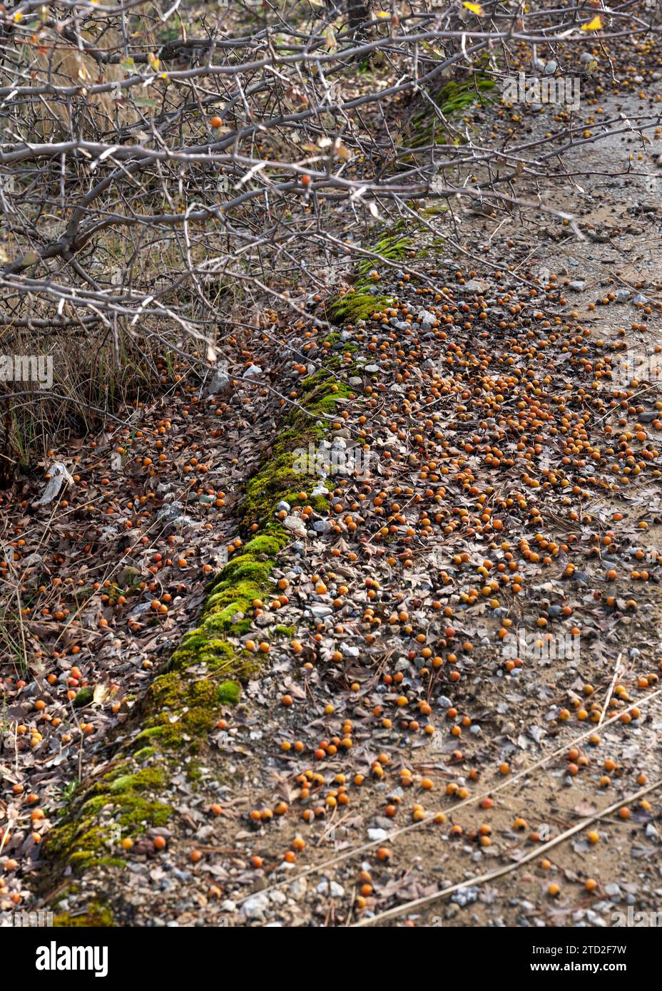 Crataegus Monogyna, Crataegus Oxyacantha. Fruit falling from the tree ...