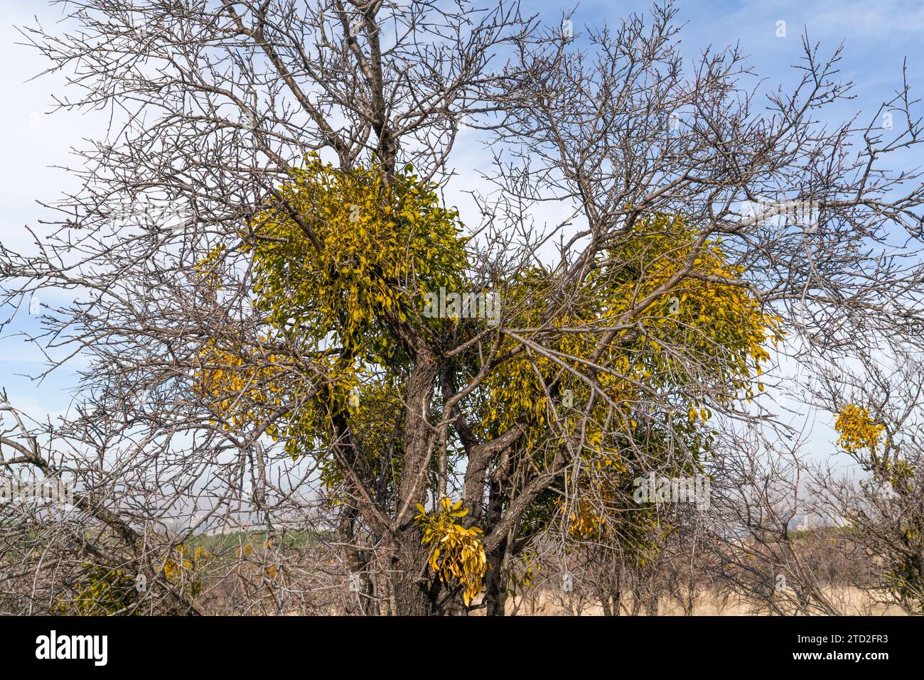Many European Mistletoe (Viscum album) hemi-parasitic shrubs growing on ...