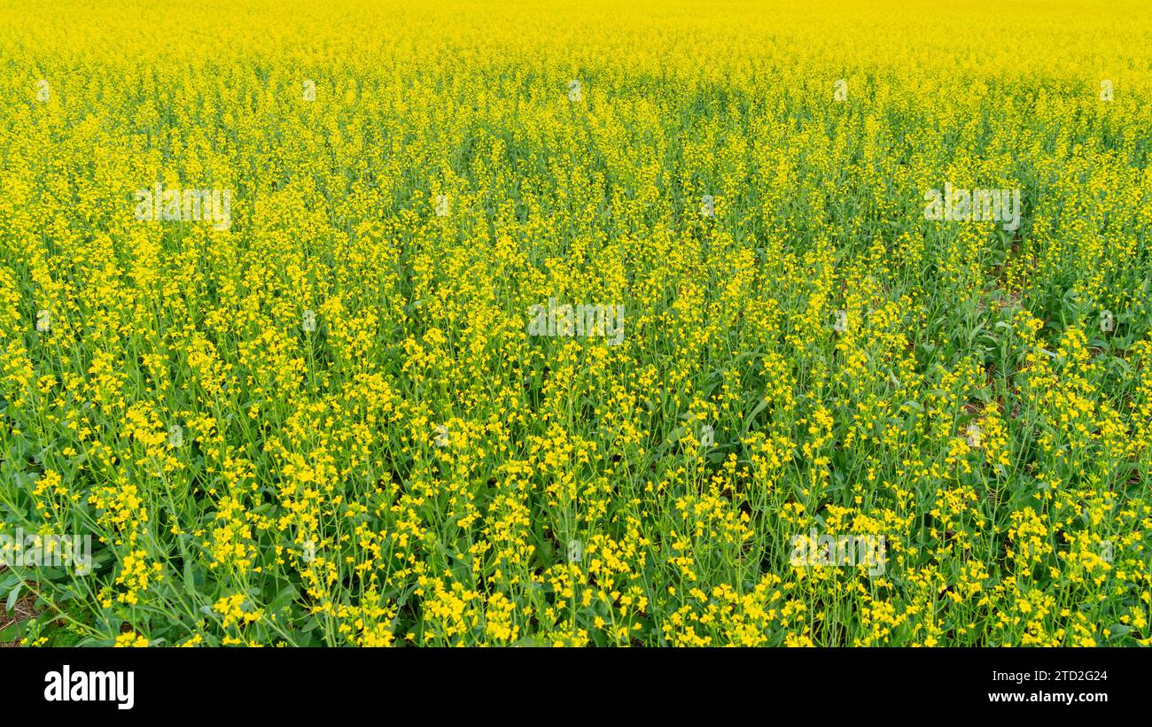 Yellow canola fields reach peak bloom in summer Stock Photo - Alamy