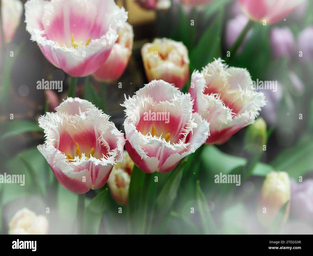 Sunny Spring Day. Magnificent tulips bloom in the flower bed. Beautiful ...