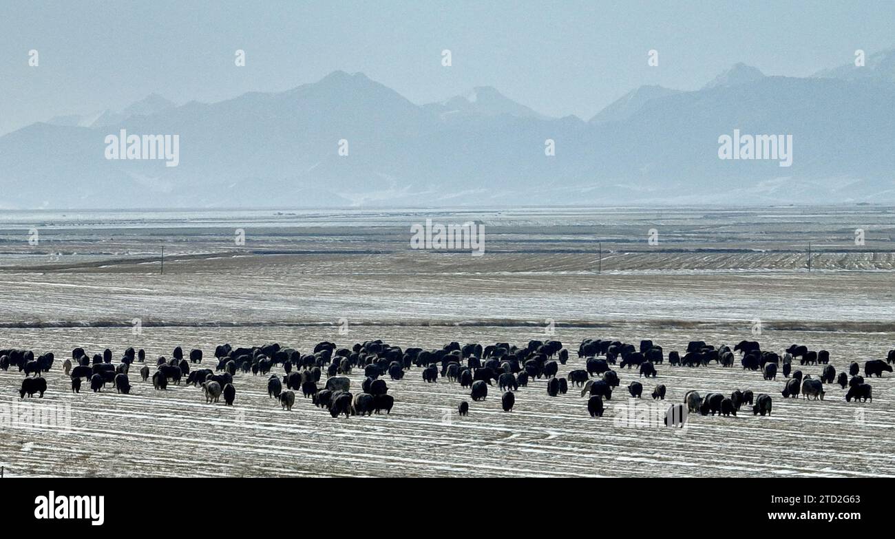 ZHANGYE, CHINA - DECEMBER 15, 2023 - Yaks and sheep graze on the 10,000 ...