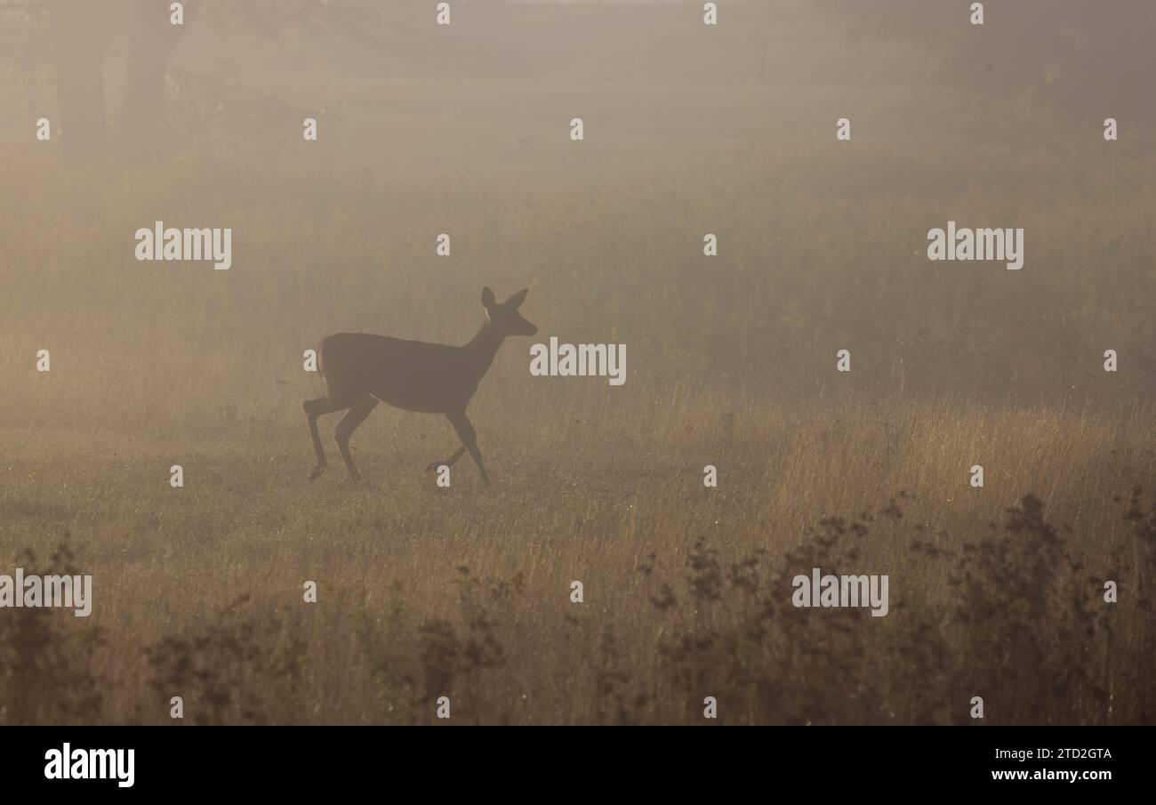 White-tailed doe running in a foggy morning meadow Stock Photo - Alamy