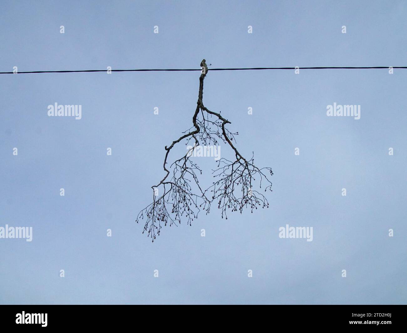 A tree branch hanging from cable Stock Photo - Alamy