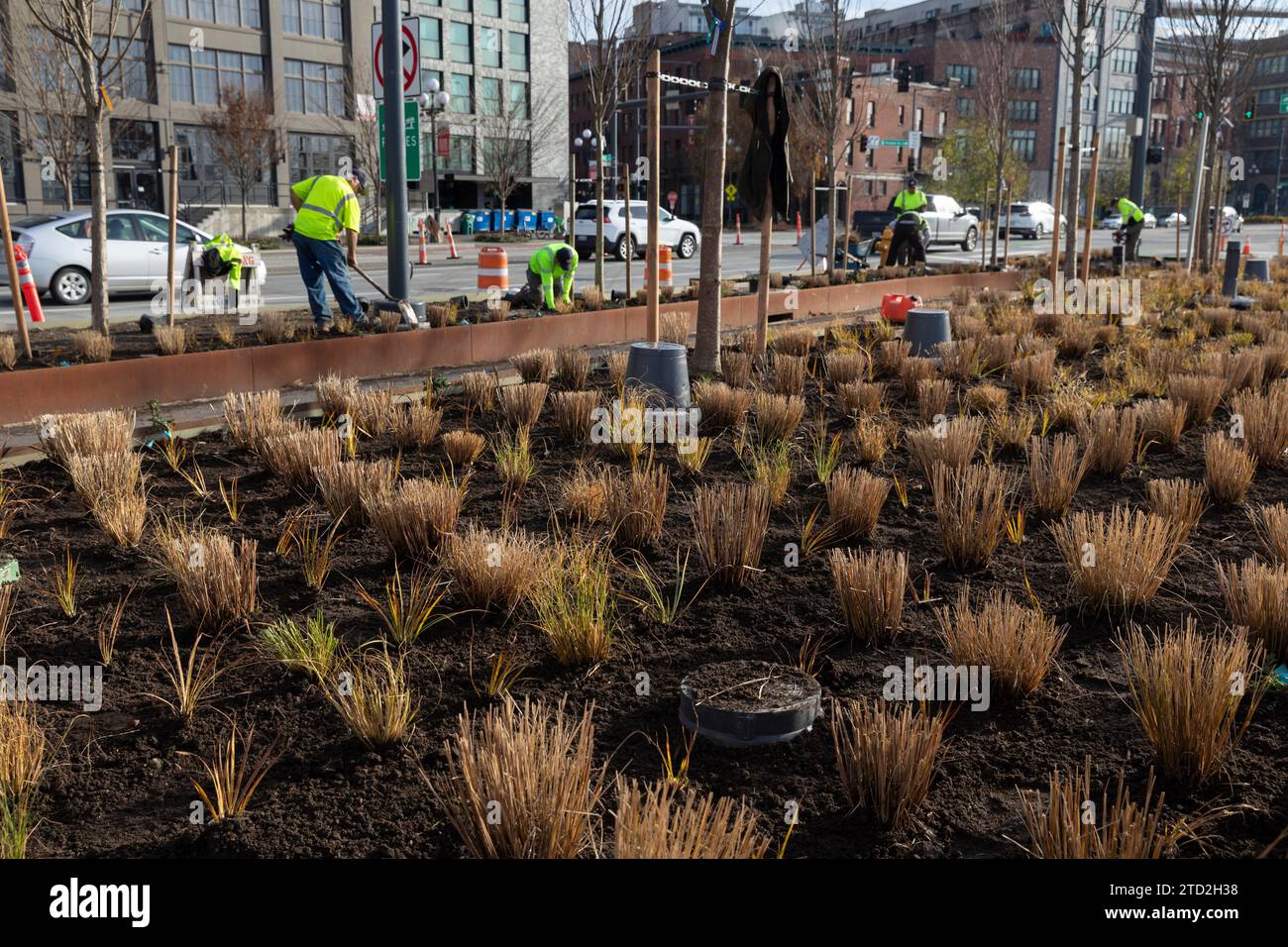 Seattle, Washington, USA. 12th December, 2023. Landscapers plant new ...