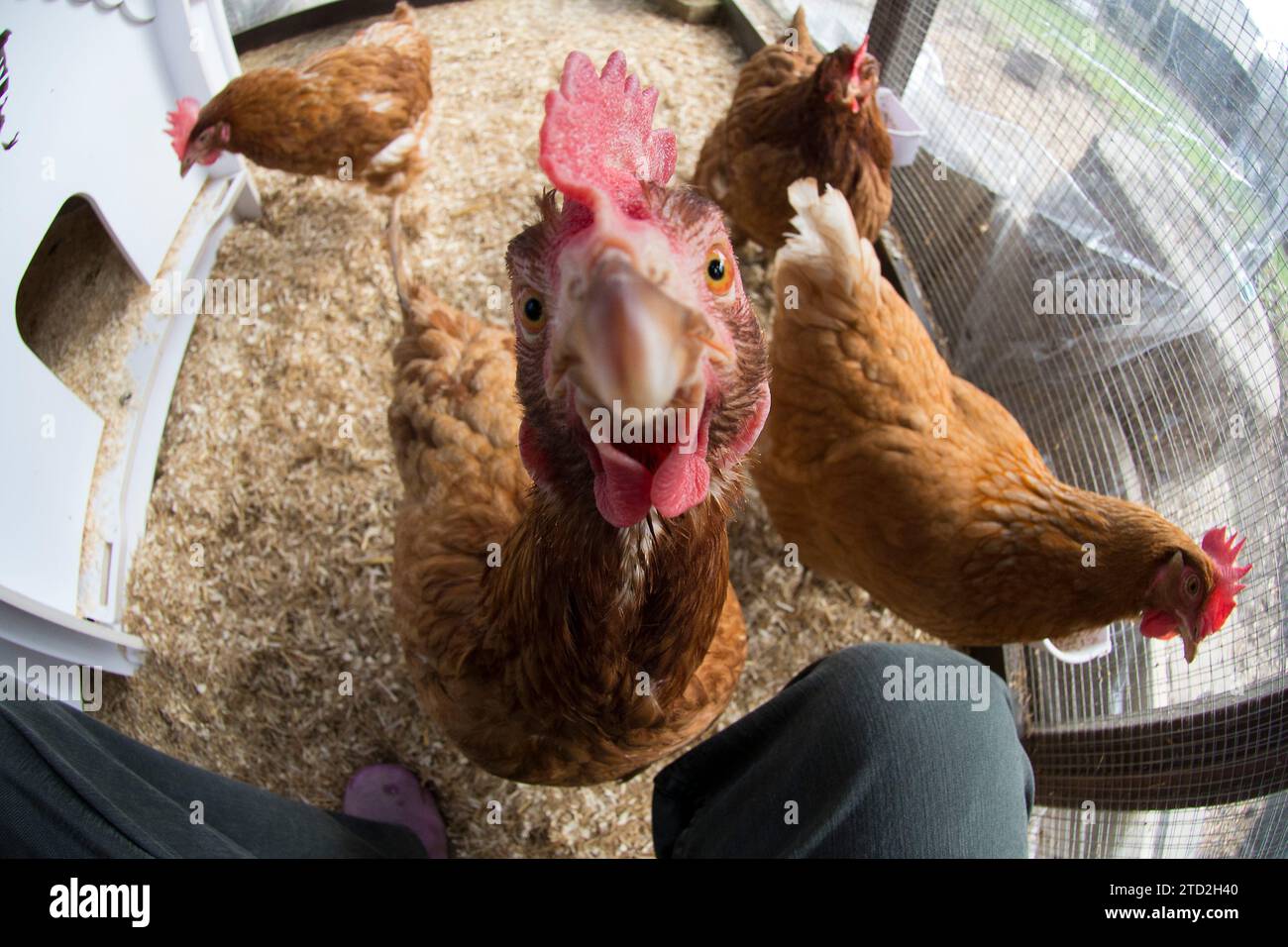 4 hens in their run photographed with a fish-eye lens Stock Photo - Alamy
