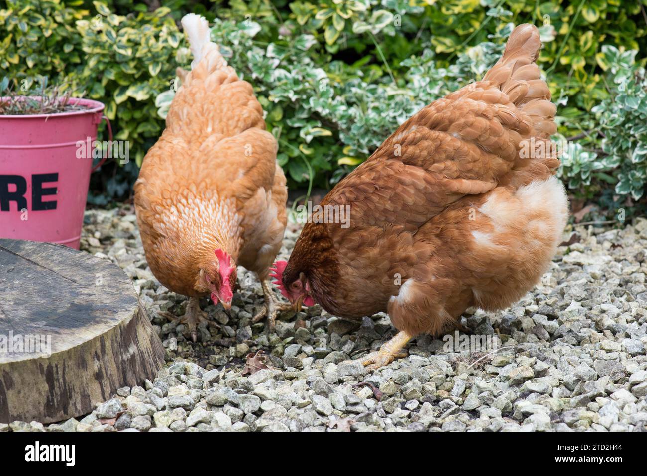 Two hens foraging for food in a UK garden Stock Photo - Alamy