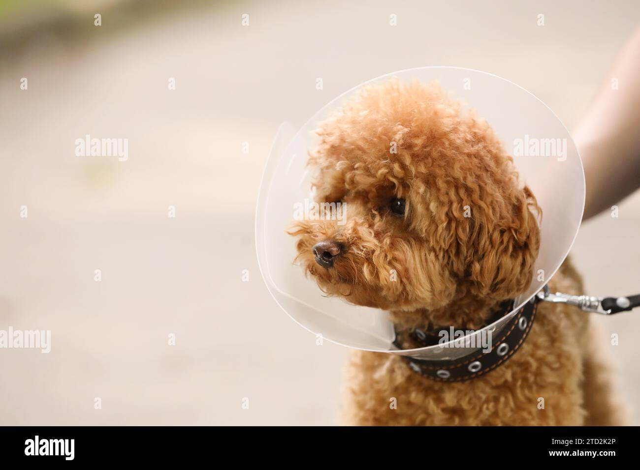 Cute Maltipoo dog with Elizabethan collar outdoors, closeup. Space for ...