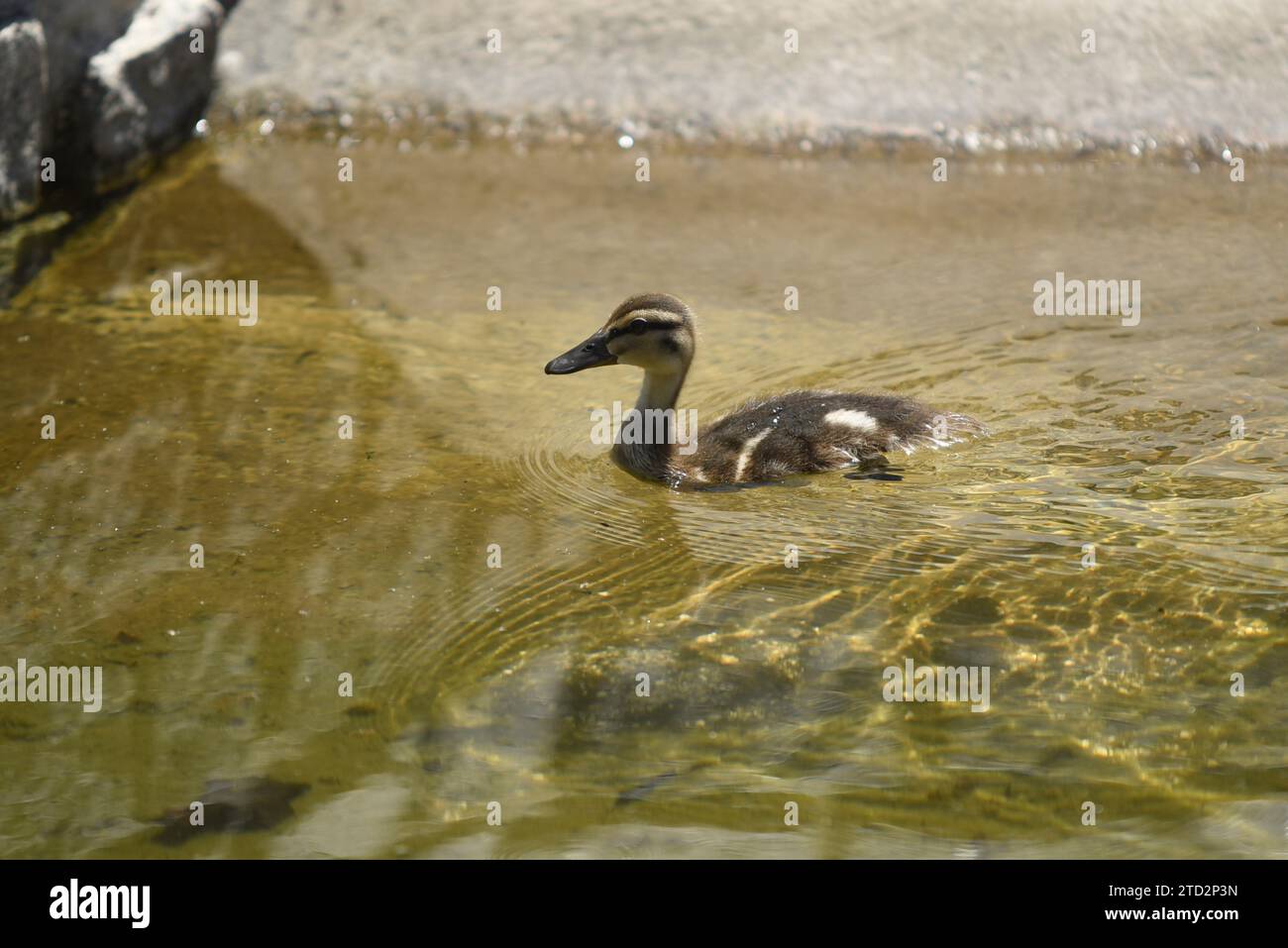 Madrid, 07/11/2016. Forest of Remembrance Pond in Retiro Park. In the ...