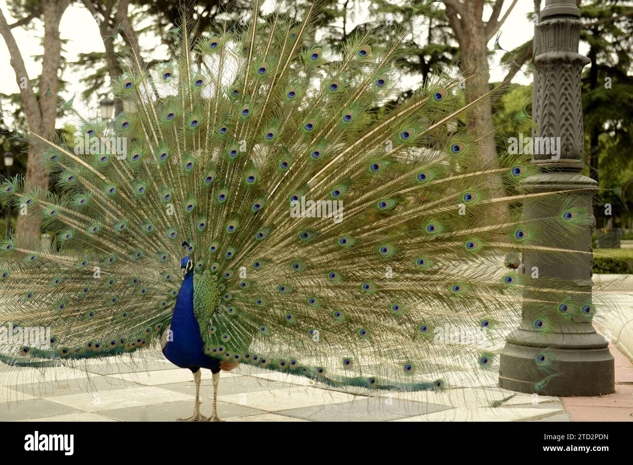 Madrid, 06/16/2016. Gardens of Cecilio Rodríguez in Retiro. In the ...
