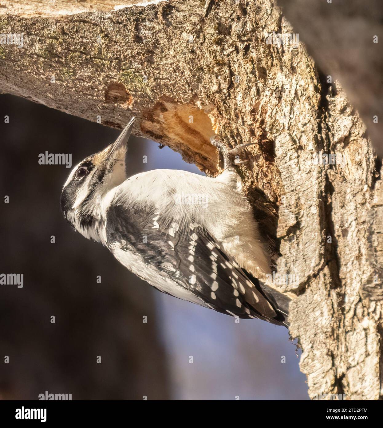 Woodpecker pecking wood hi-res stock photography and images - Alamy