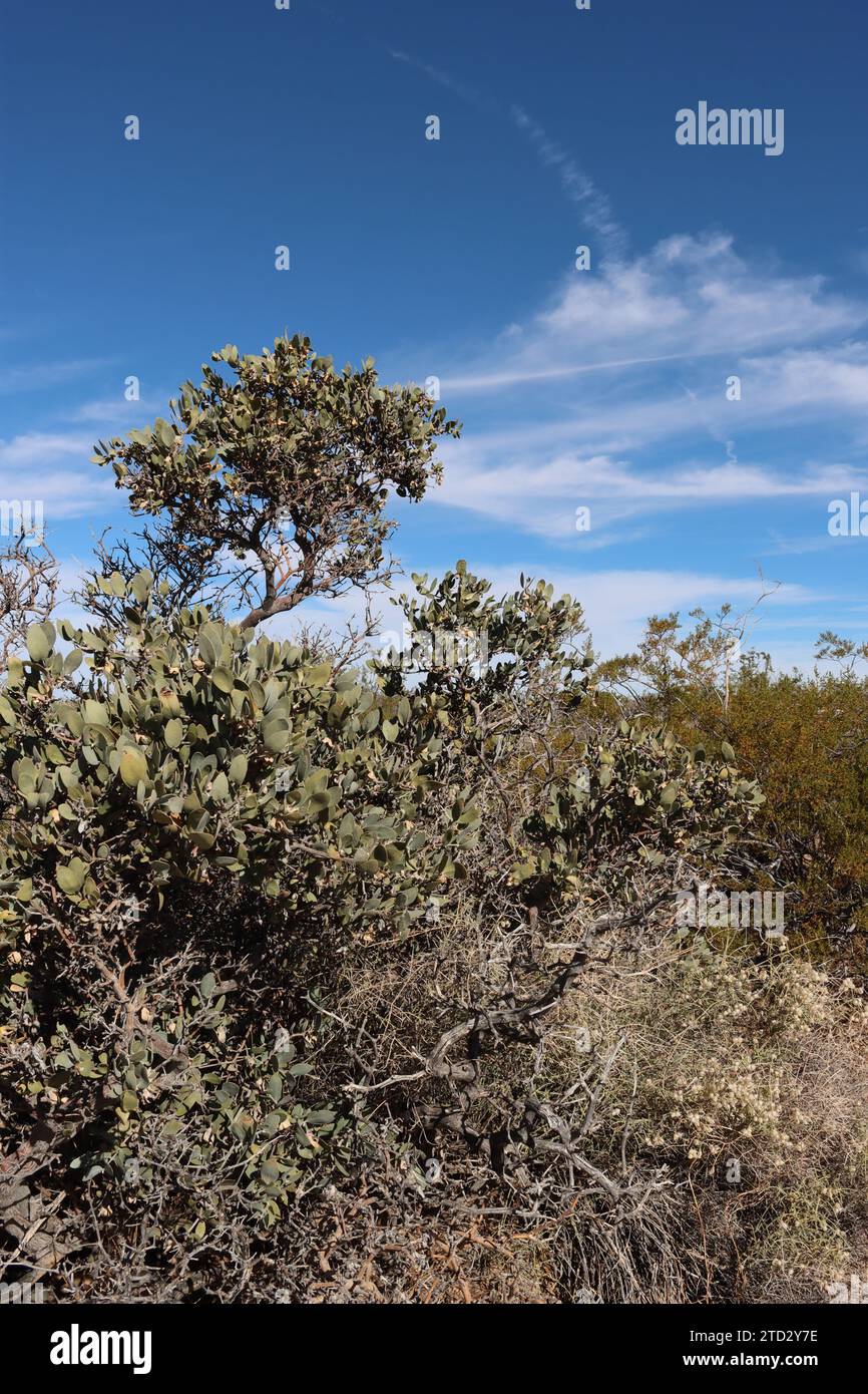 Jojoba, Simmondsia Chinensis, a native shrub, with age develops a ...