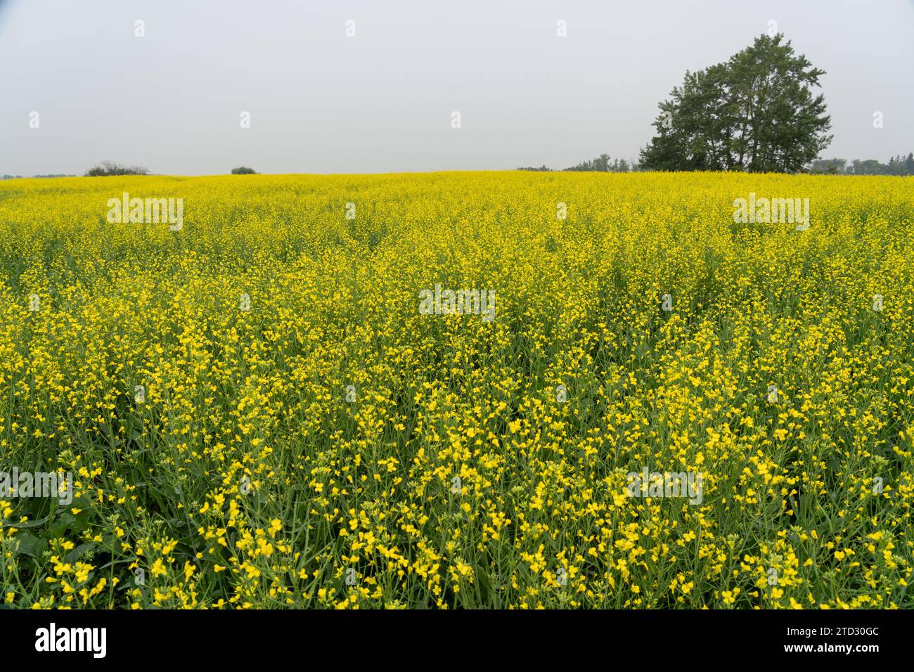 Yellow canola fields reach peak bloom in summer Stock Photo - Alamy