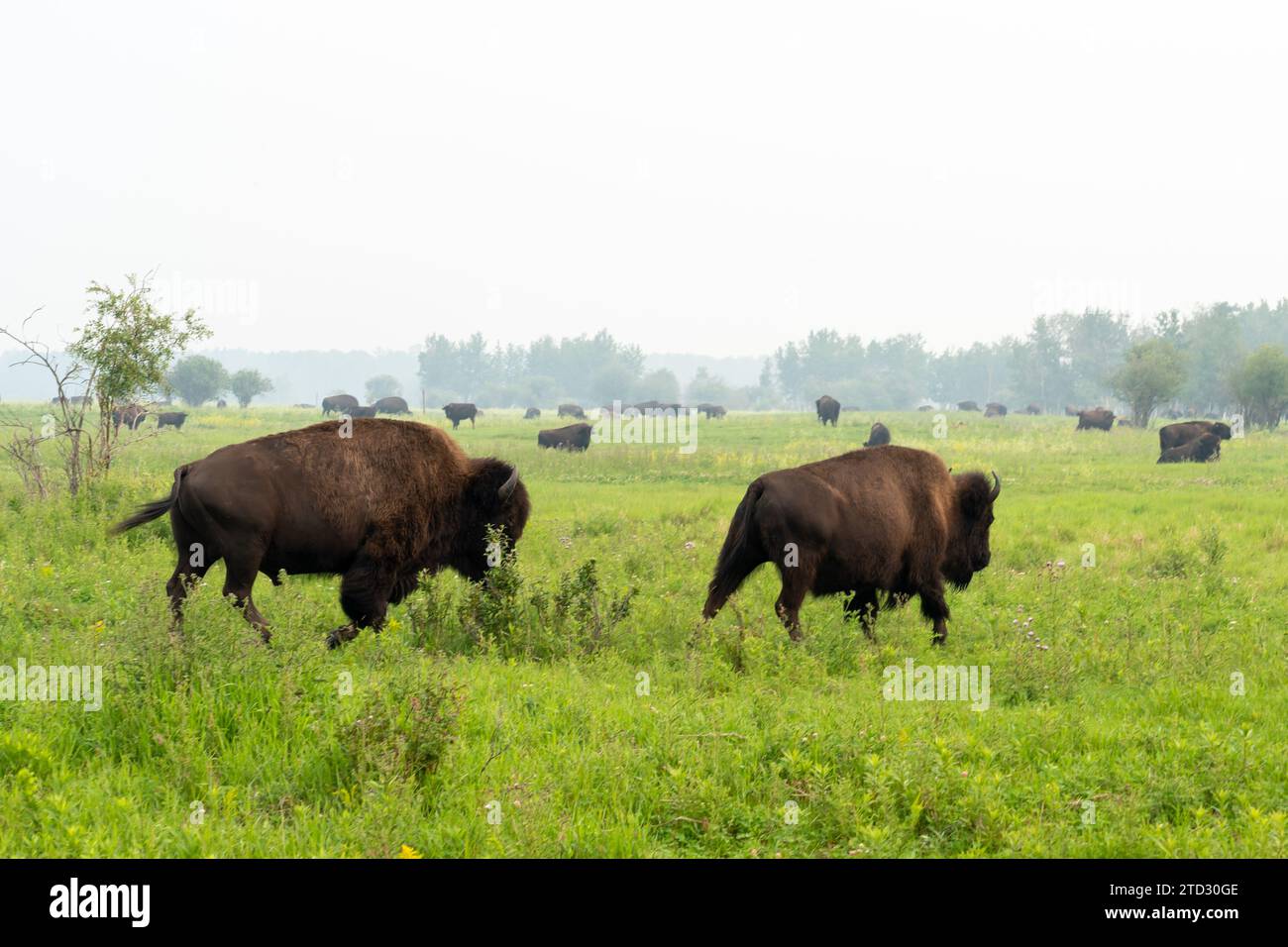 Plains bisons (Bison bison bison) at Elk Island National Park in ...