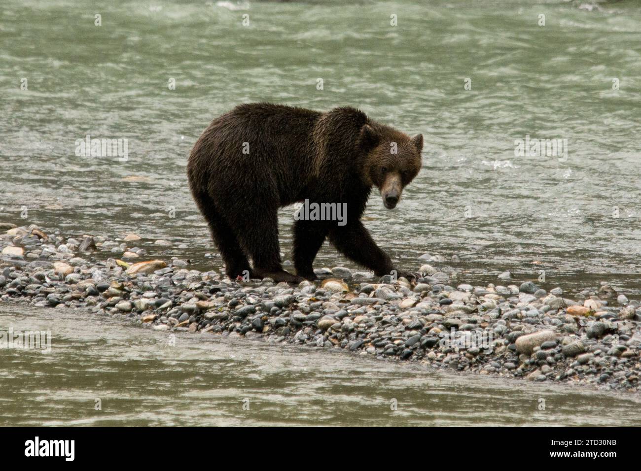 Grizzly Bear at the banks of Orford River near Bute Inlet in the ...