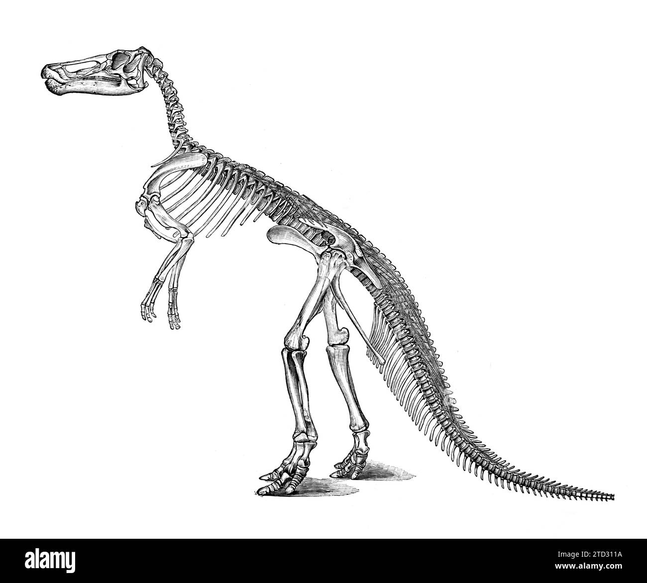 Claosaur skeleton. Illustration from 'The royal natural history' edited ...