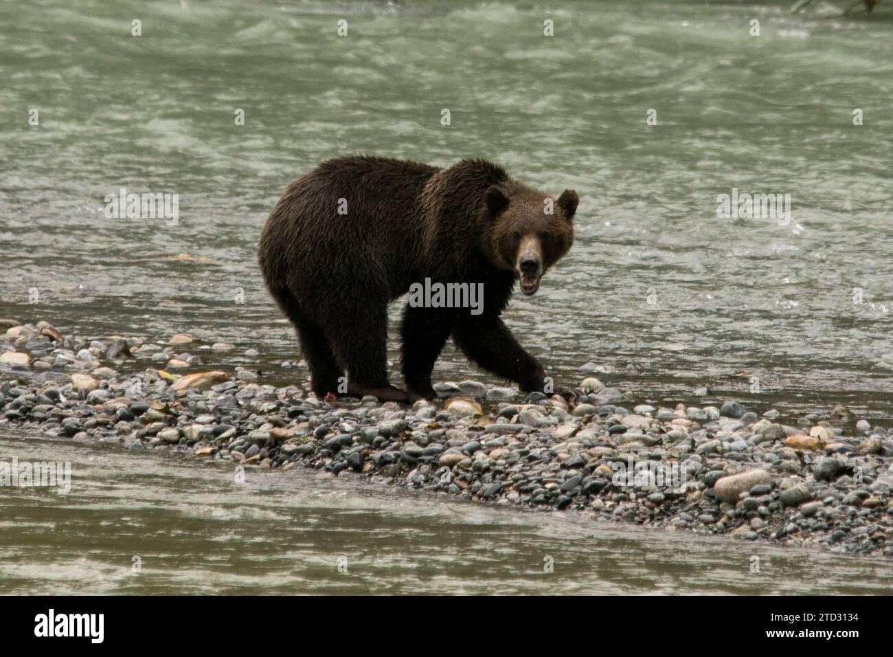 Grizzly Bear at the banks of Orford River near Bute Inlet in the ...