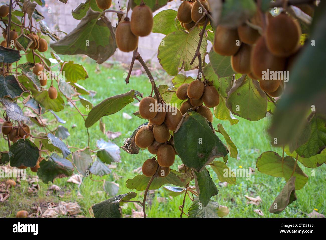 Orchard Abundance: Kiwis Galore on Fruit-Laden Trees Stock Photo - Alamy