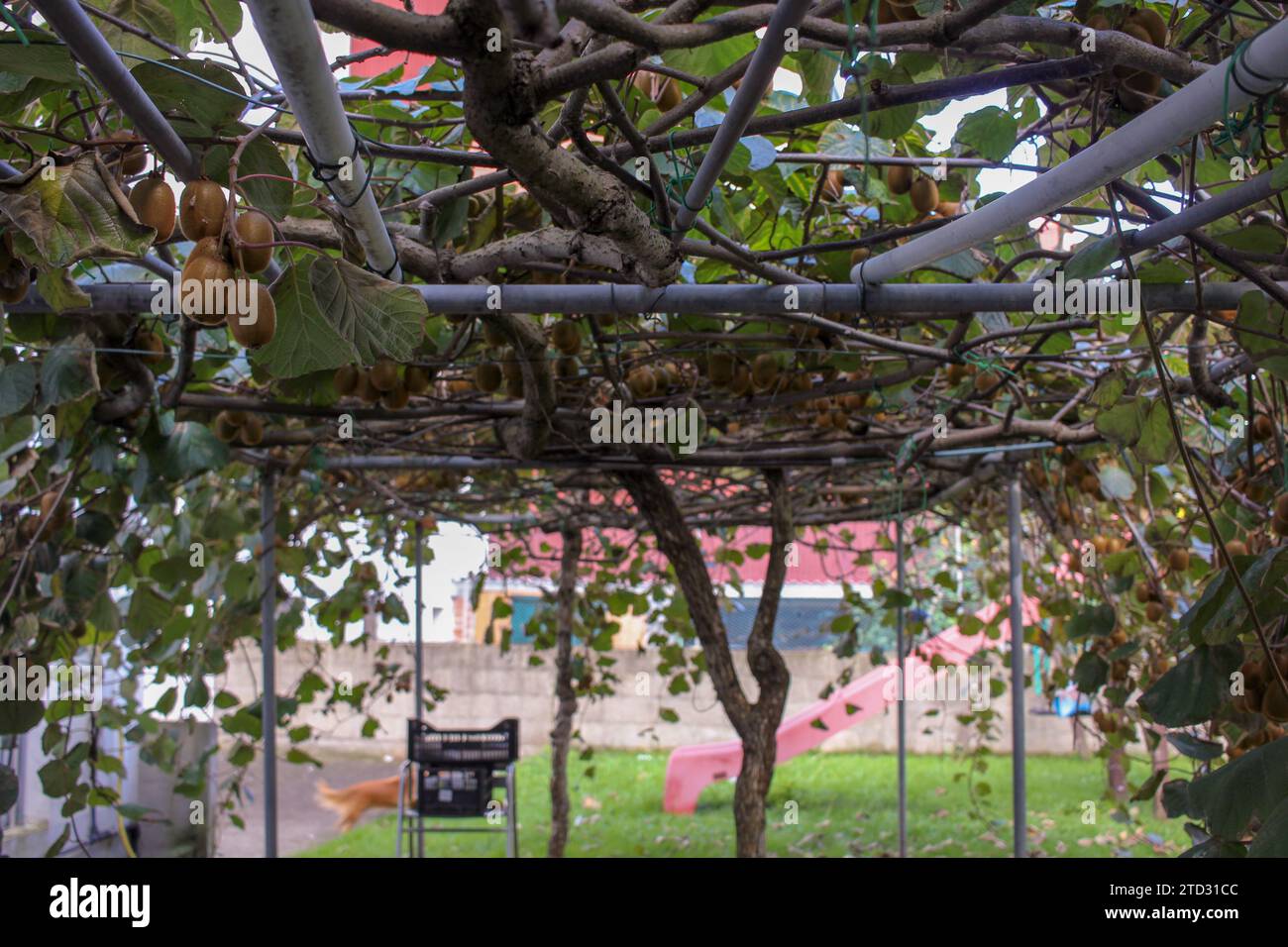 Ripe and Ready: Kiwi Trees Laden for Harvest Stock Photo - Alamy