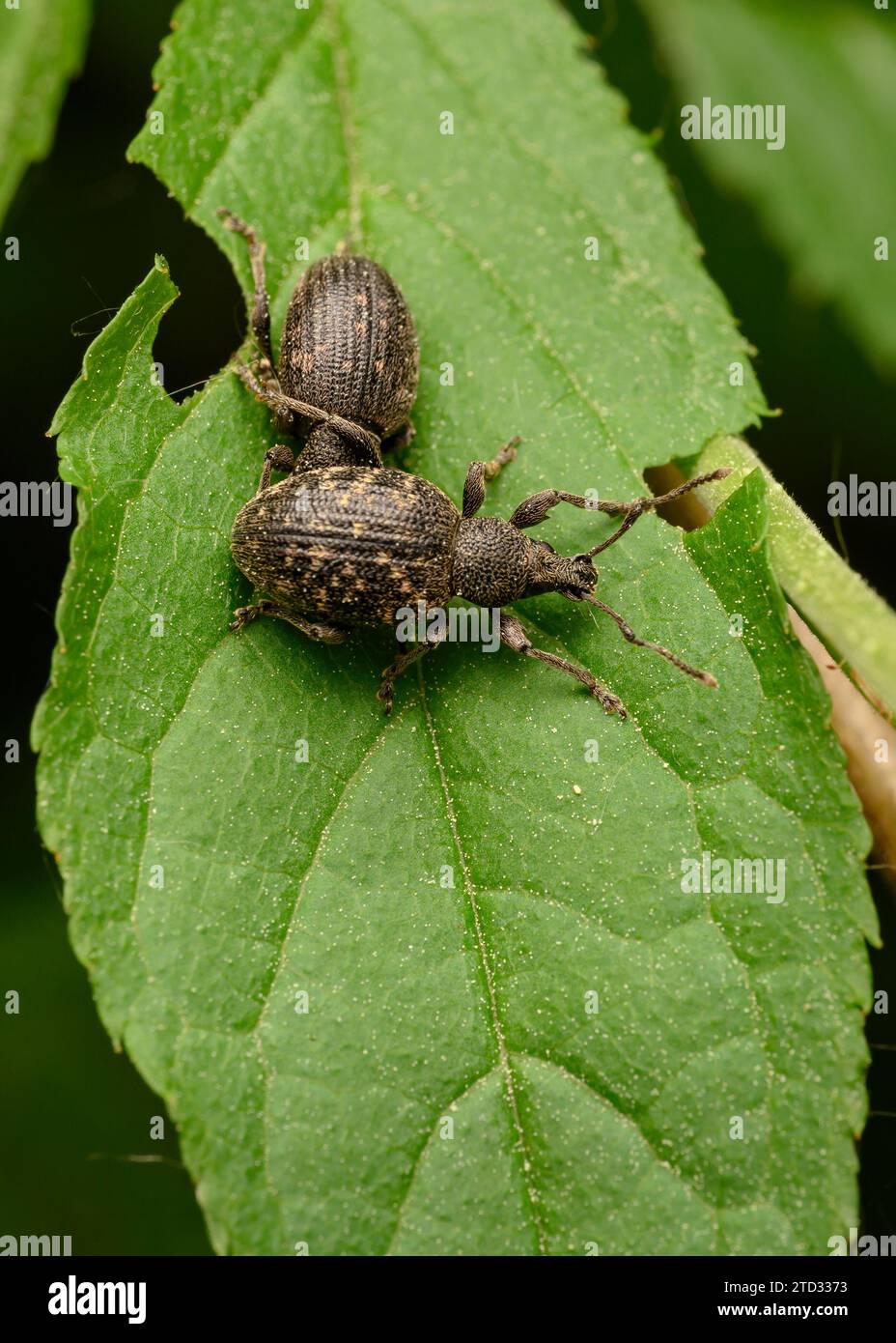Two weevil beetles on a tree leaf Stock Photo - Alamy