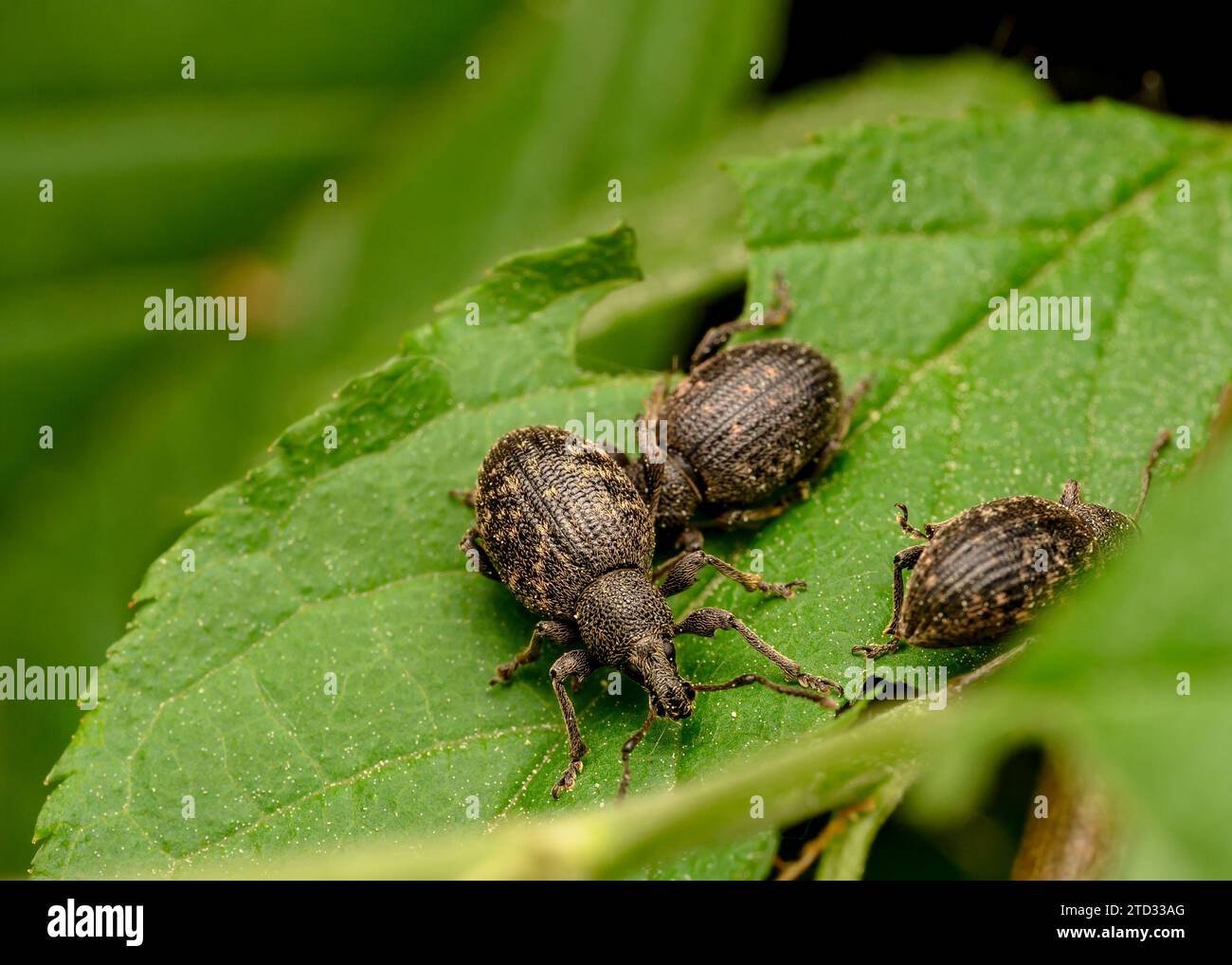 Weevil beetles on a tree leaf Stock Photo - Alamy