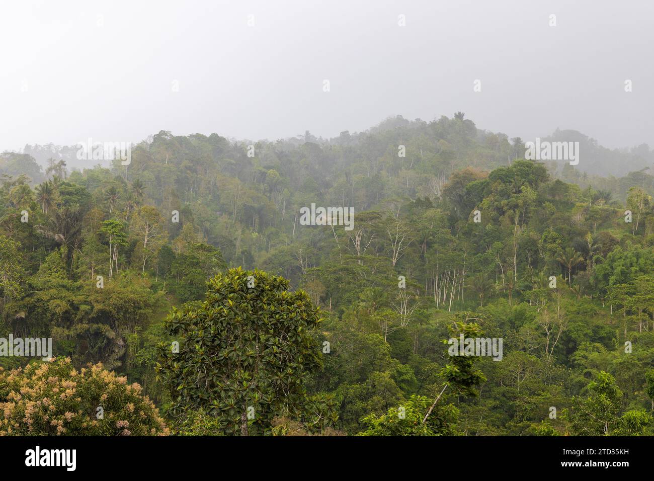Tropical rainforest canopy indonesia hi-res stock photography and ...