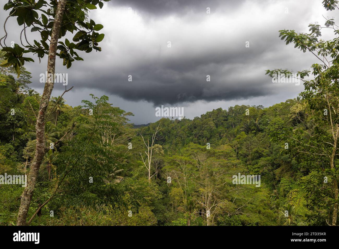 Tropical rainforest canopy indonesia hi-res stock photography and ...