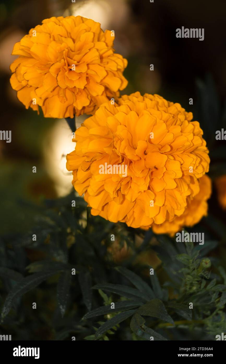 Sayapatri nepal hi-res stock photography and images - Alamy