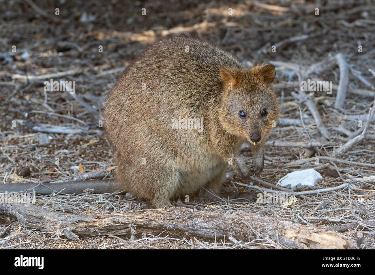 A Quokka (Setonix brachyurus) is an iconic marsupial and tourist ...