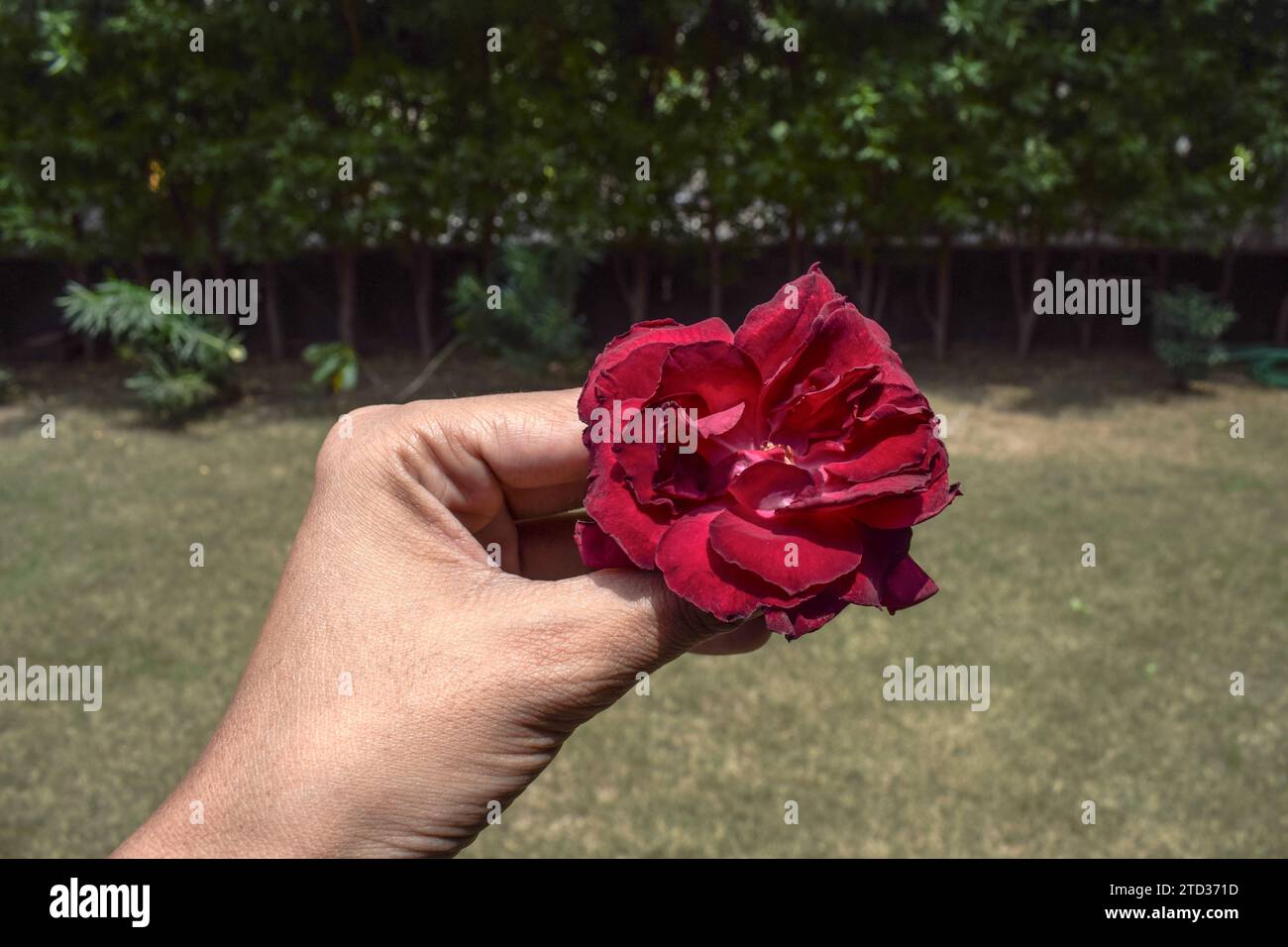 Female holdin beautiful dark red rose in hand with green background ...