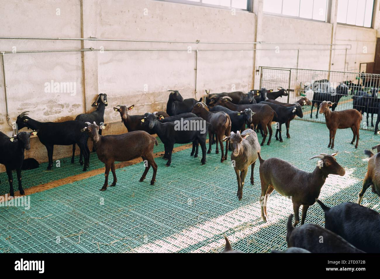 Herd of goats walks around a paddock at a farm Stock Photo - Alamy