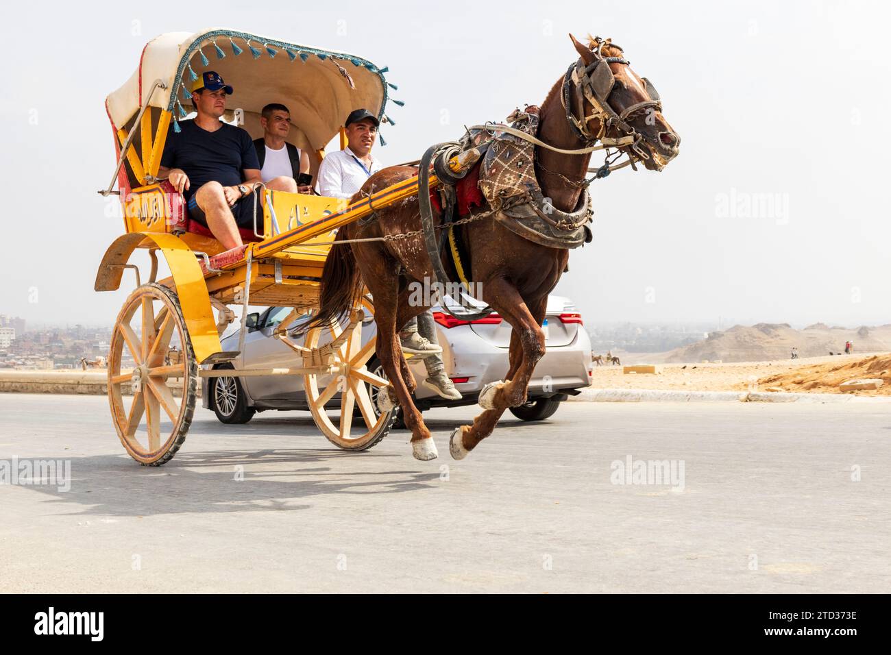 Horse drawn carts or carriages carrying tourists, Giza Plateau, Gizeh ...