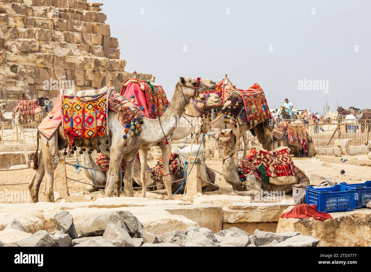 Camels next to the Cheops Pyramid, Khufu Pyramid, Giza Plateau, Gizeh, Cairo, Egypt, North ...