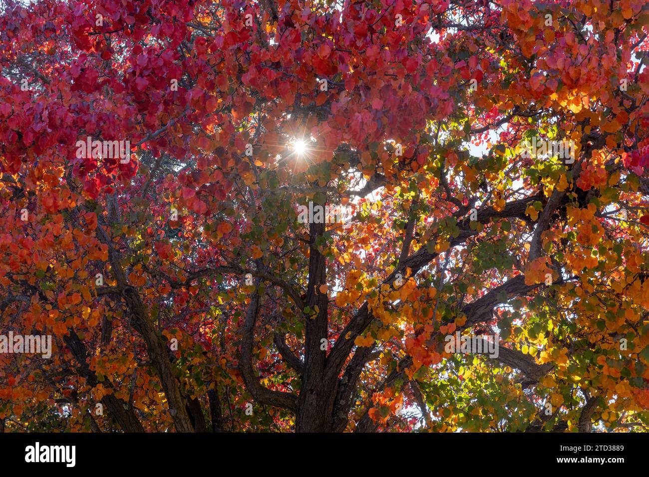 Sunbeams october hi-res stock photography and images - Alamy