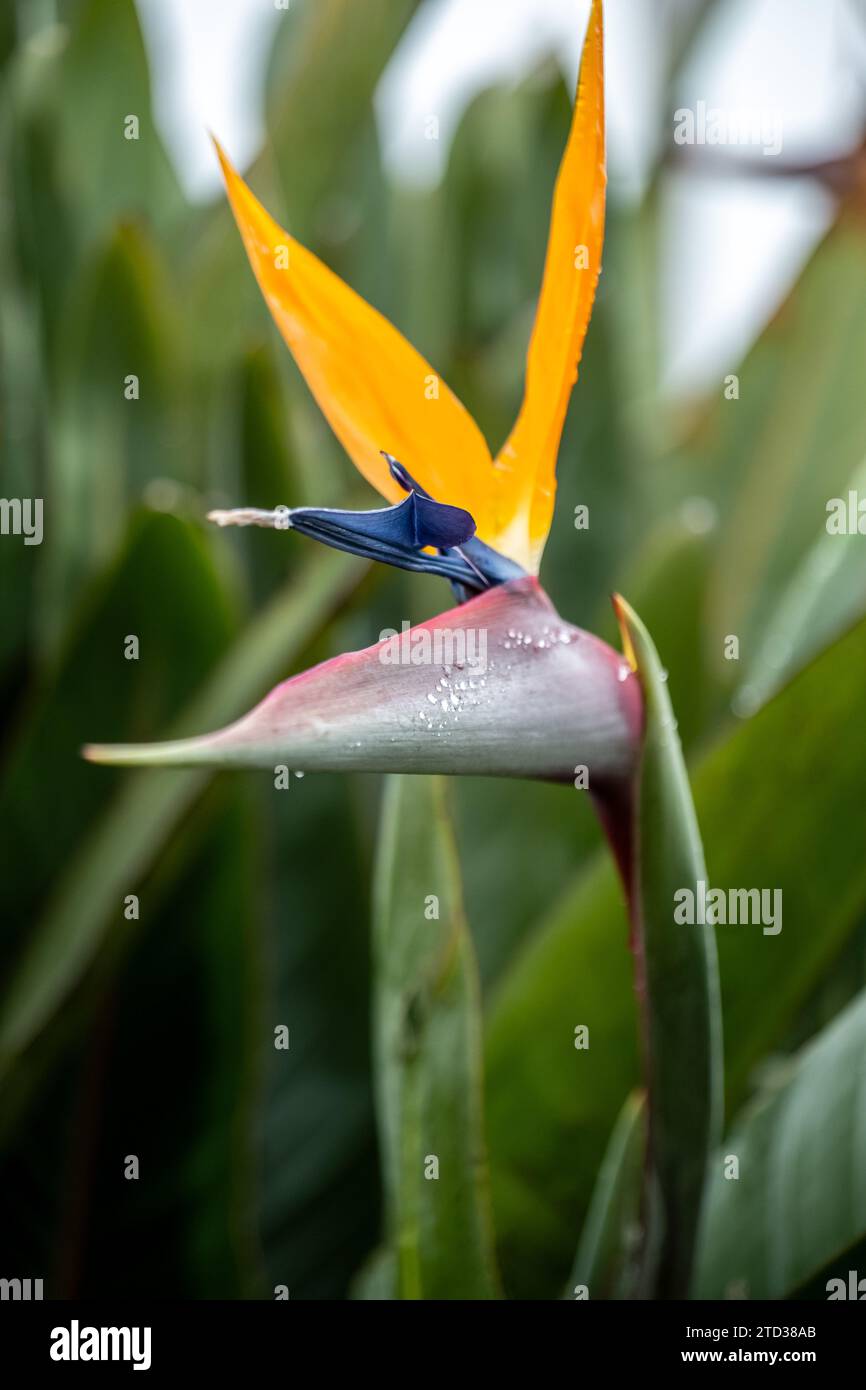 Crane Flower Plant in Australia Stock Photo - Alamy