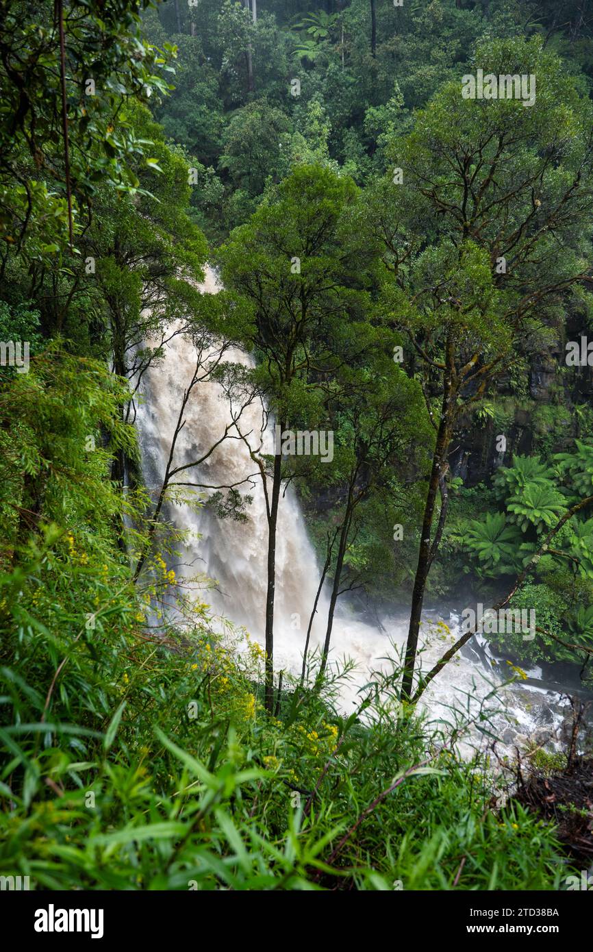Roaring Waterfall by the Great Ocean Road in Victoria, Australia Stock ...