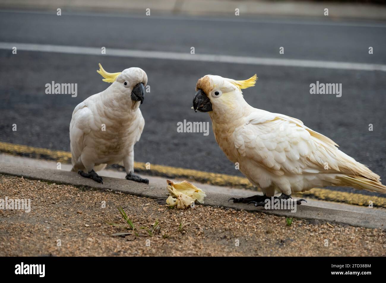 Portrait of a Dirty Cockatoo Stock Photo - Alamy