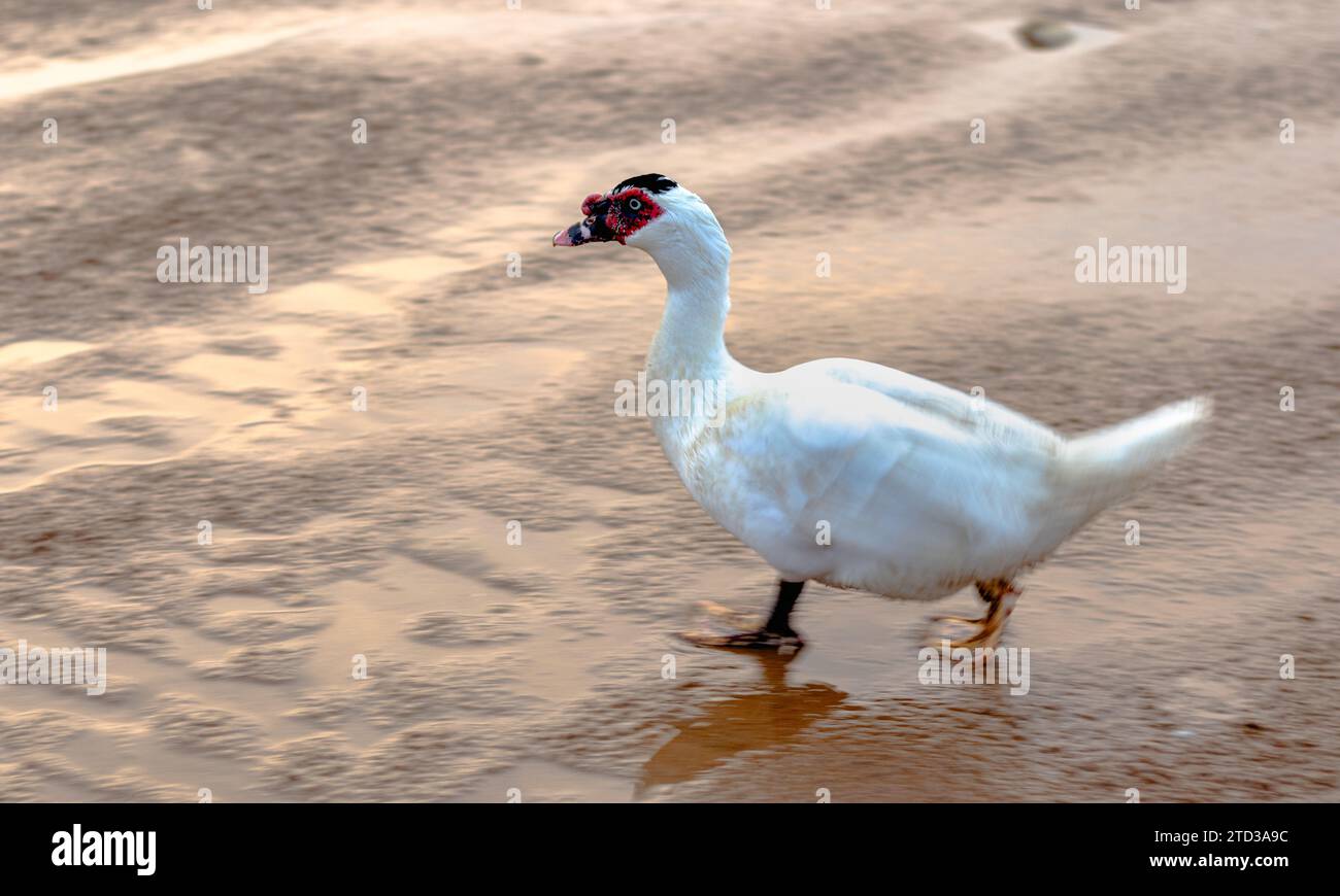 Drake in farm red face hi-res stock photography and images - Alamy
