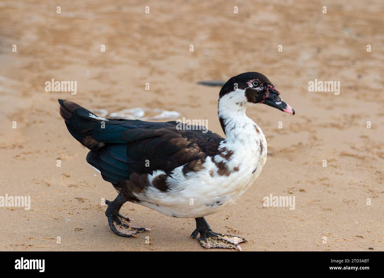 Cairina moschata - Domestic Muscovy Duck with Red Face Stock Photo - Alamy